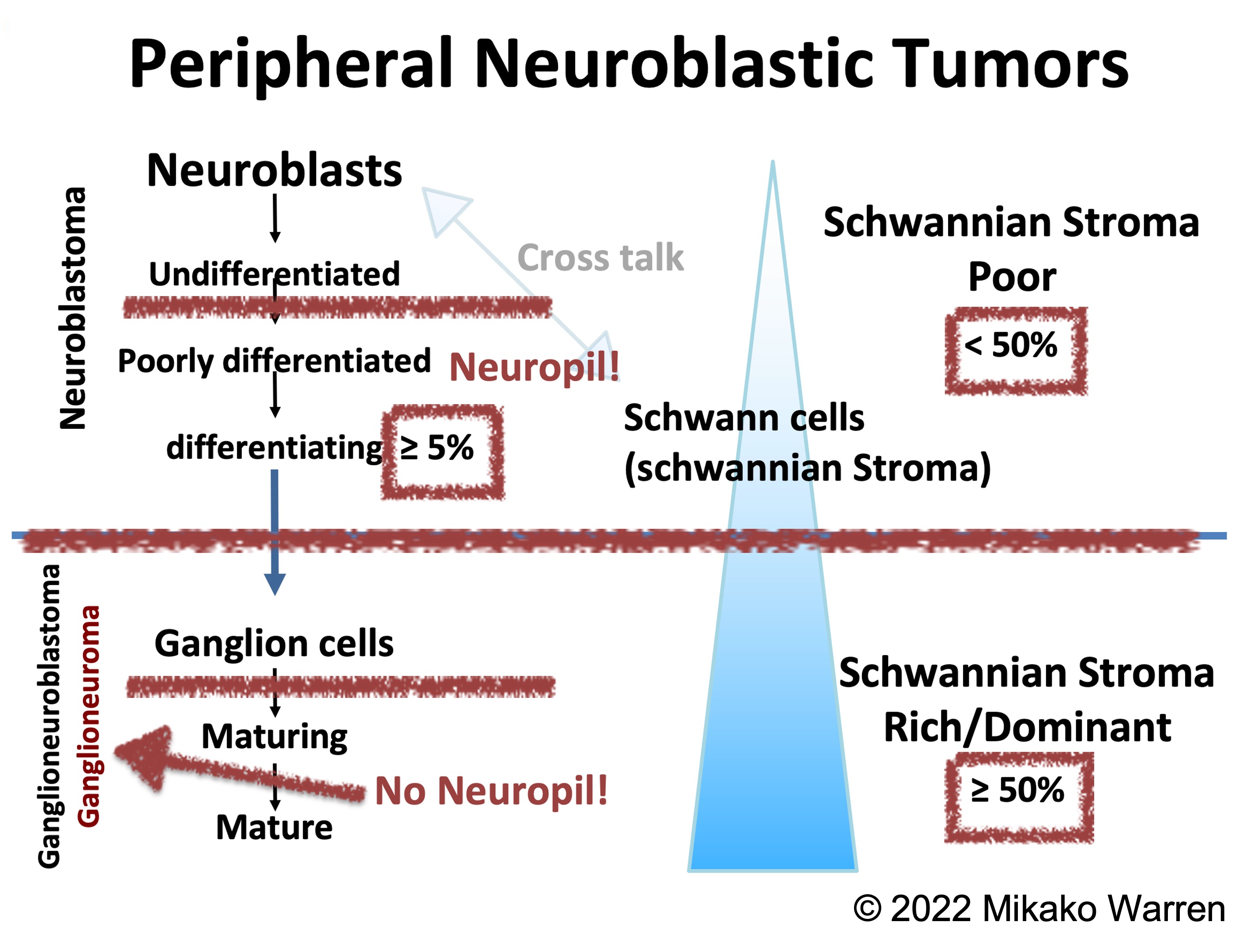Neuroblastoma – Page 2 – Exploring Pediatric Pathology
